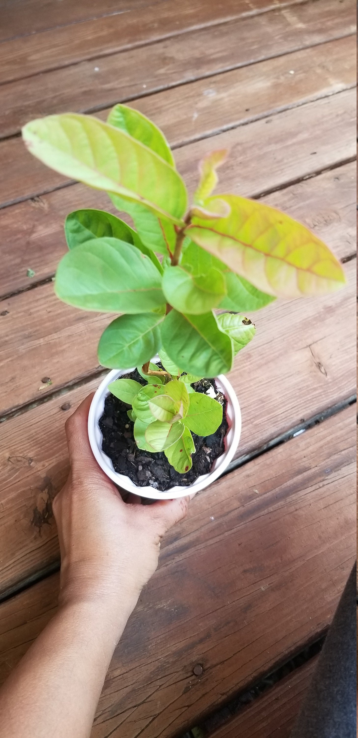 Planta de guayaba verde india pera tropical guayaba de | Etsy