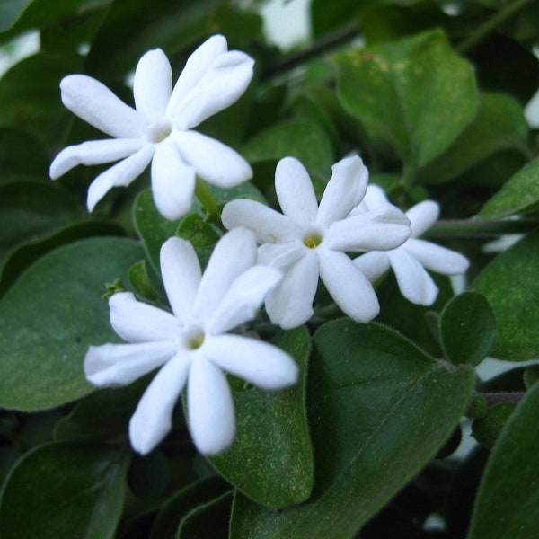 Virajaji Plant Indian - Etsy