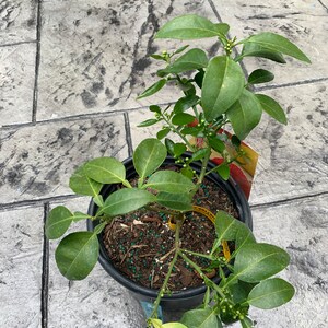 Ray Ruby Grapefruit Live Plant Ships W/O Pot No Ship to Tx - Etsy