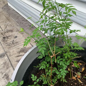 Jasmine Officinale / Poet's Jasmine Plant / Common Jasmine / Jaathi ...