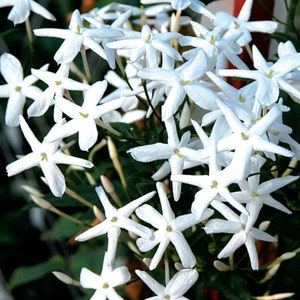 Jasmine Officinale / Poet's Jasmine Plant / Common Jasmine / Jaathi ...
