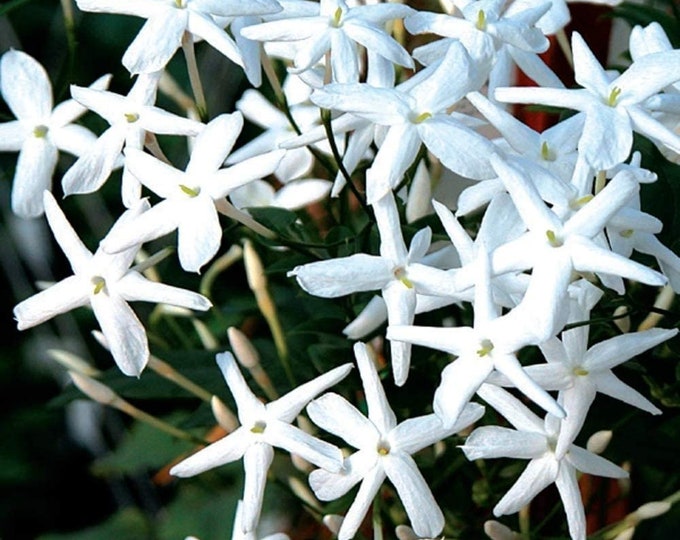 Jasmine Officinale / Poet's Jasmine Plant / Common Jasmine / Jaathi ...