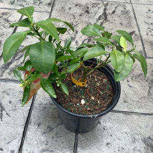 Ray Ruby Grapefruit Live Plant Ships W/O Pot No Ship to Tx - Etsy