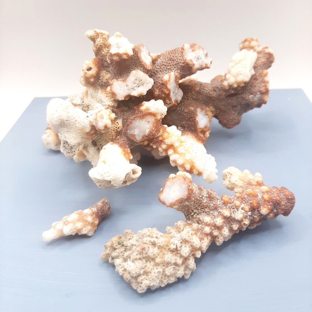 Vintage Decorative White-brown Coral... Display Piece... Natural ...