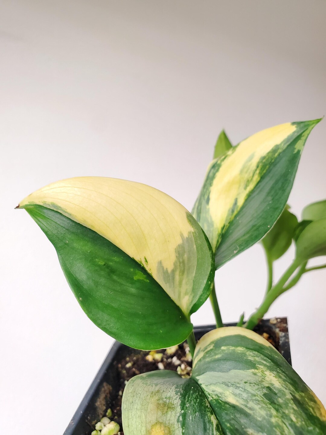 Scindapsus Rubicon - US SELLER - Rare Plant - Variegated - Etsy