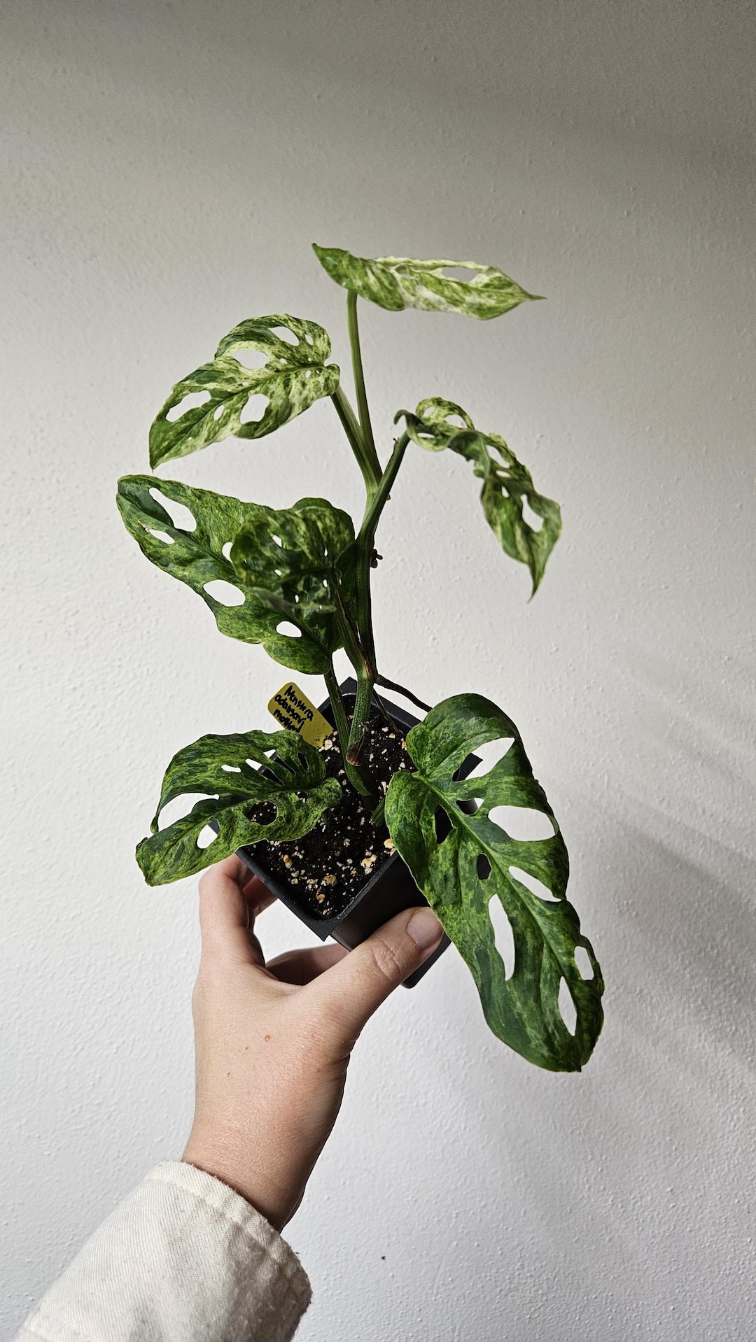 Monstera Adansonii Mottled - US SELLER - Rare Plants - Etsy
