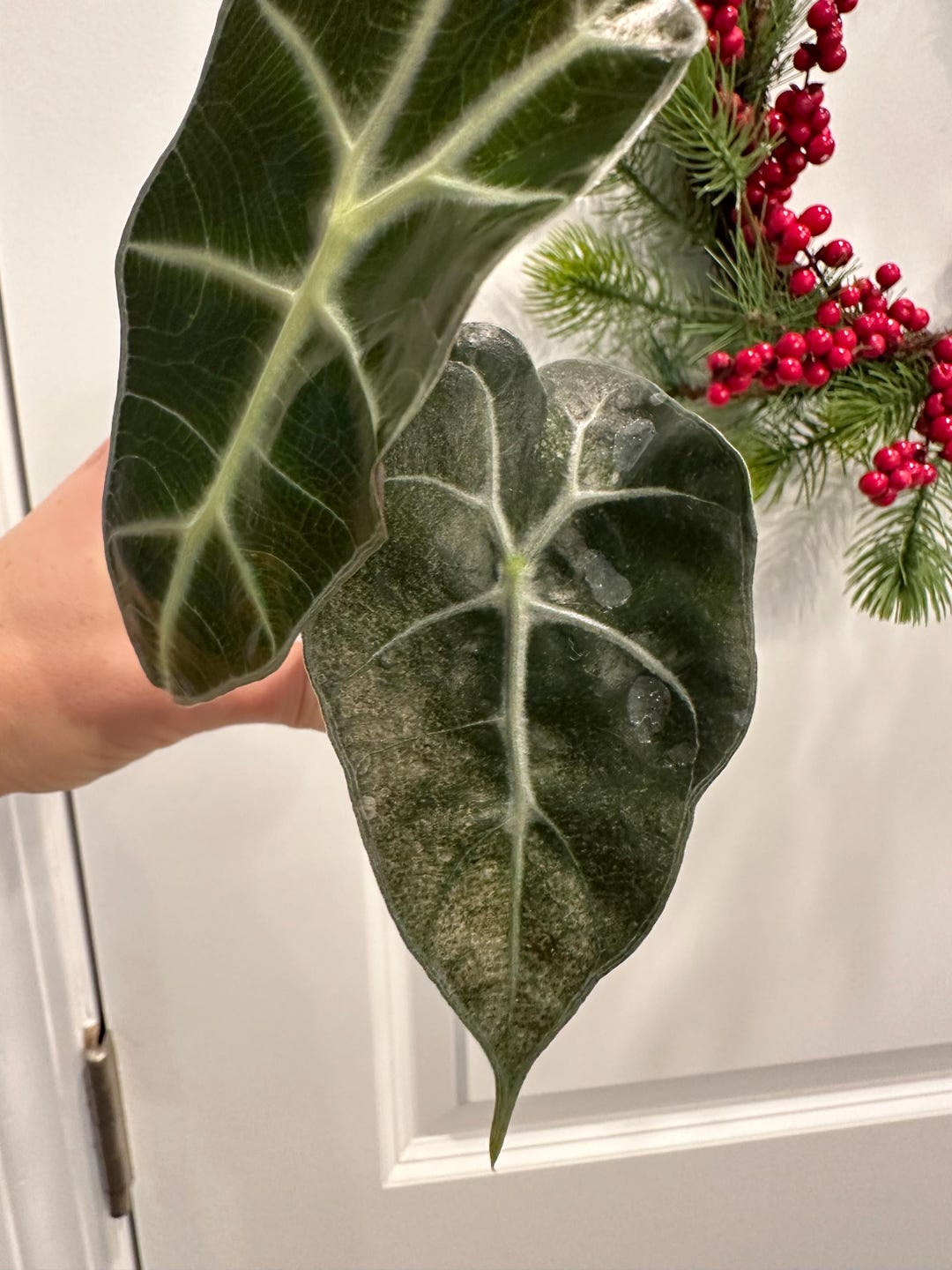 Alocasia Polly Pink Mint - Etsy