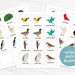 Bird Matching Game - Homeschool Printable - Homeschool Preschool ...