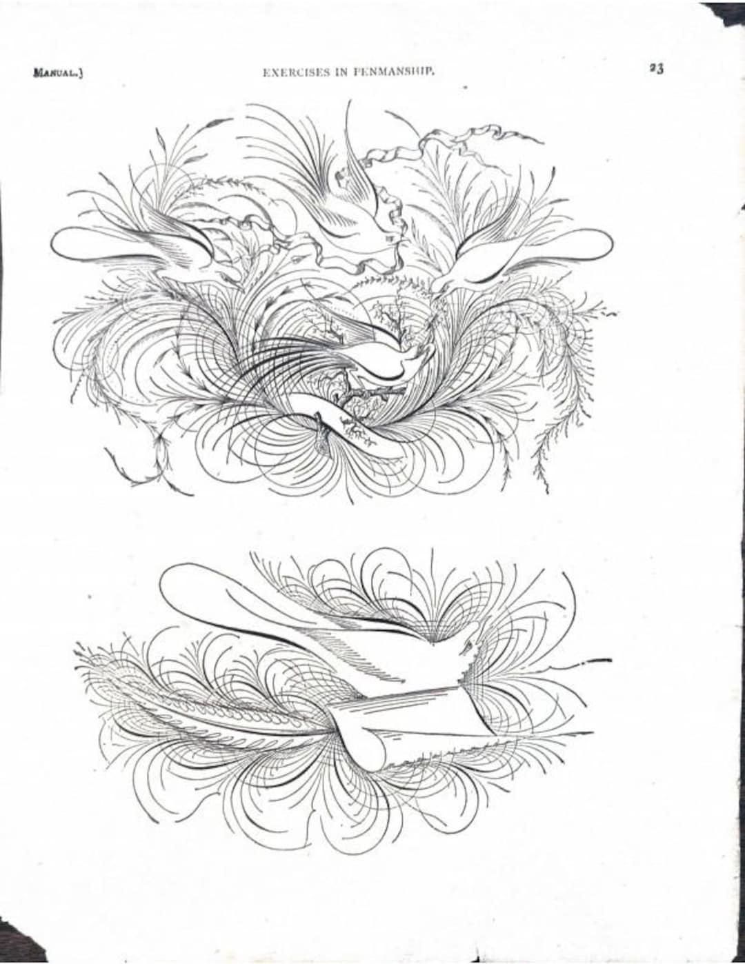 8 Designs Victorian Calligraphy Birds Printable Collection- 1800s ...