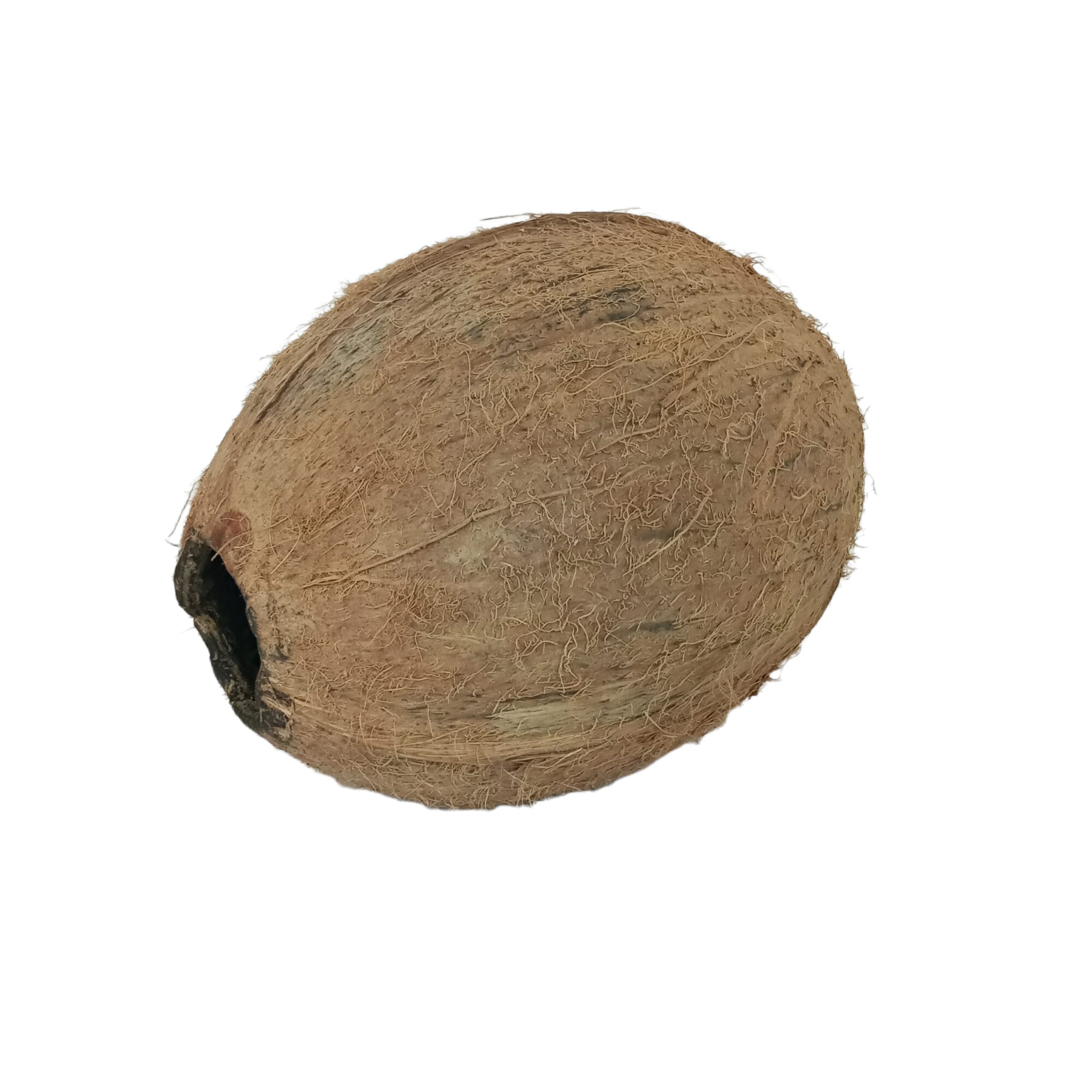 Large Size of Whole Coconut Shell - Etsy