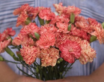 Strawberry Dianthus - Etsy