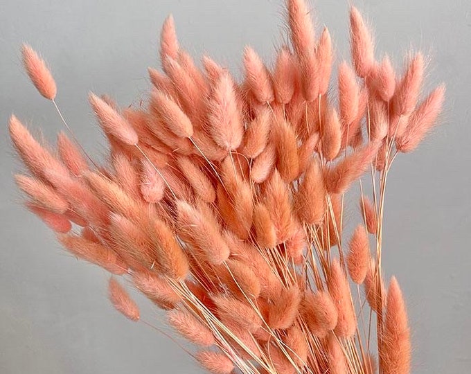 20 Stems - Dried Lagurus Grass, Blush Peach (bunny Tails) / Dried Fluffy Lagurus / Dried Flowers ...
