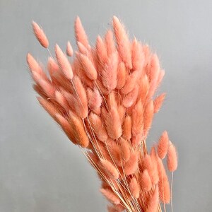 20 Stems Dried Lagurus Grass, Blush Peach bunny Tails / Dried Fluffy Lagurus / Dried Flowers ...