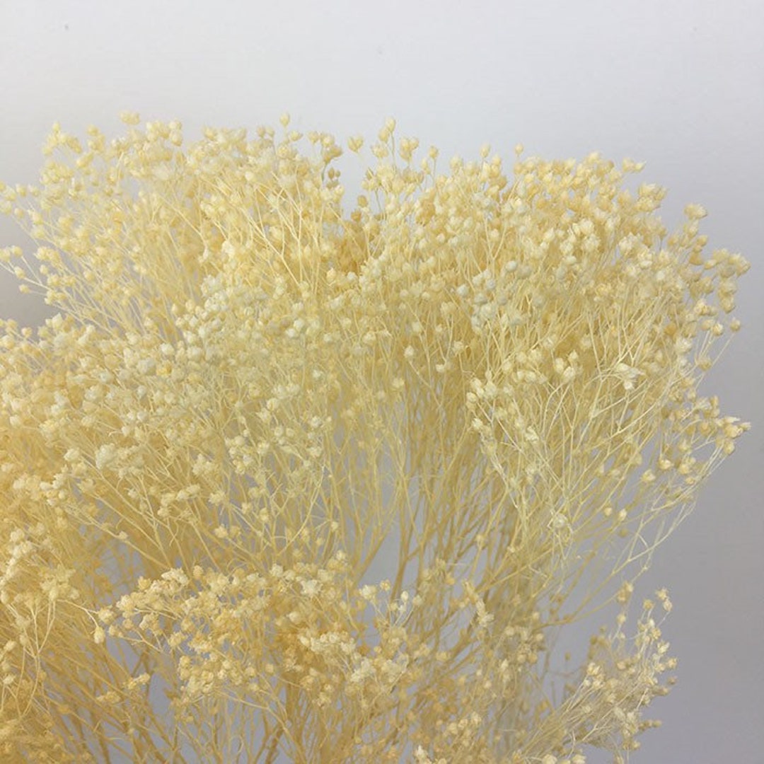 Dried Bleached Broom Bloom, - Etsy