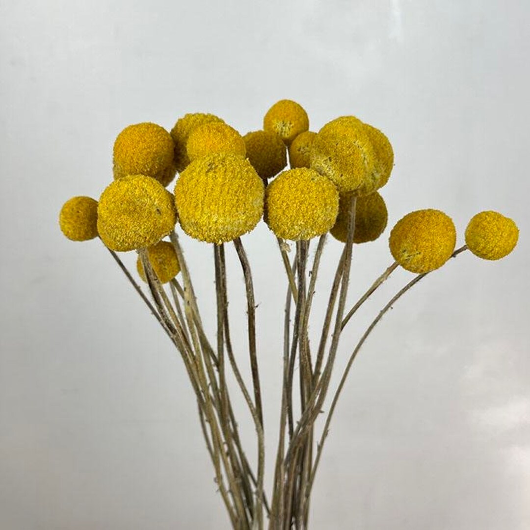 10 Stems Dried Craspedia, Yellow billy Buttons - Etsy