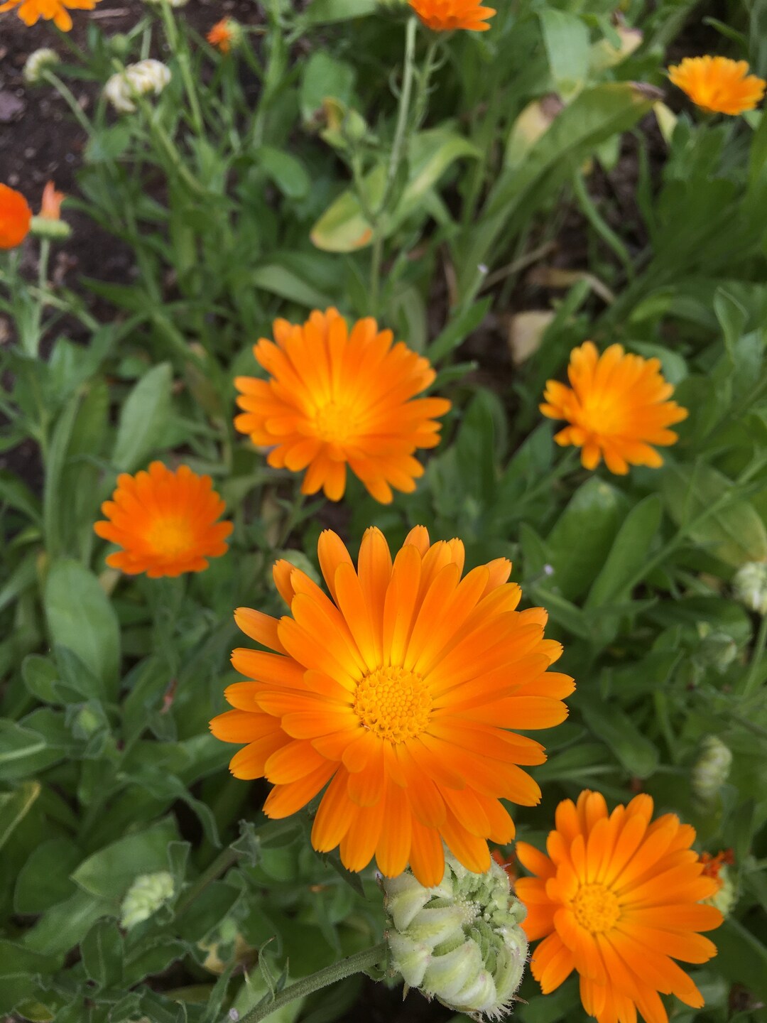 Calendula Seeds - Etsy