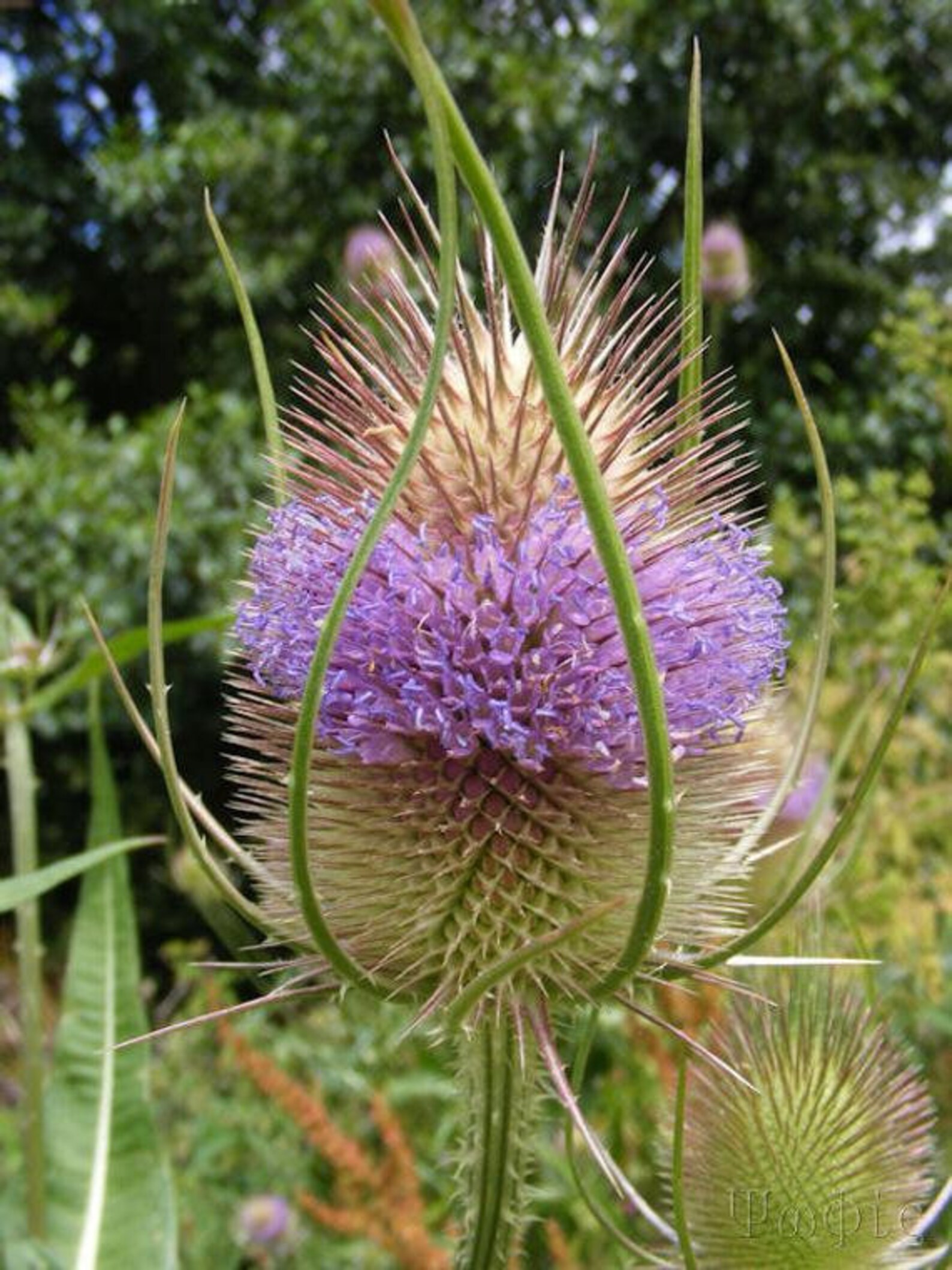 Teasle Seeds Dipsacus fullonum | Etsy