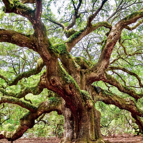 Live Oak Tree Photo Print INSTANT DOWNLOAD Digital Copy - Etsy