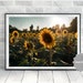 Sunflower Field Virtual Background, Zoom Virtual Background, Teams ...
