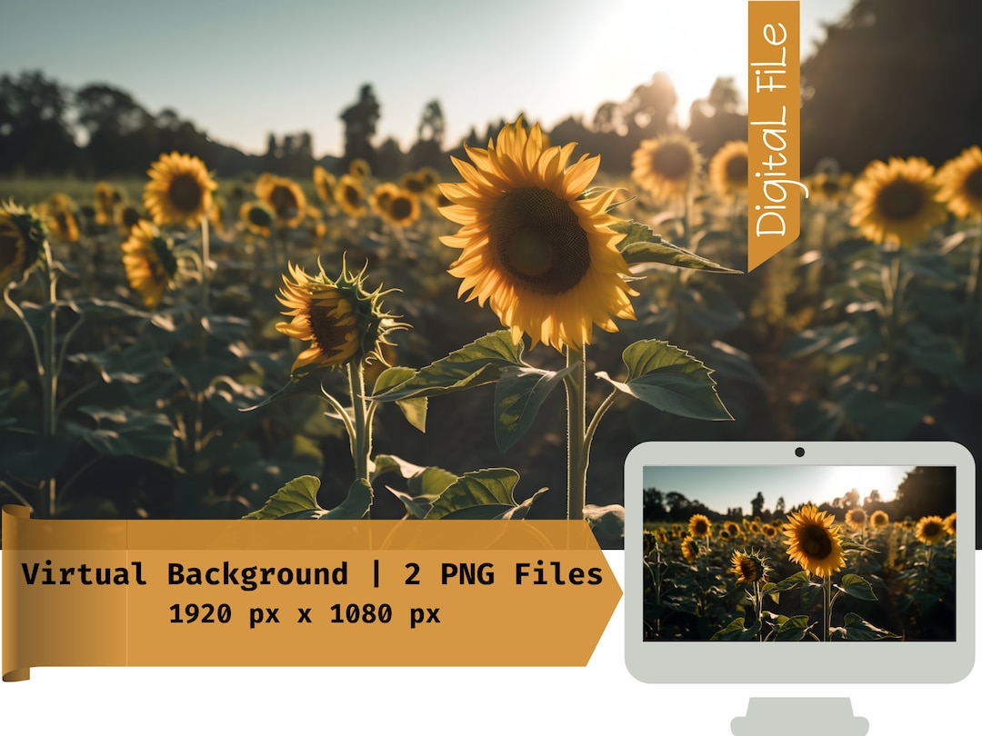 Sunflower Field Virtual Background, Zoom Virtual Background, Teams ...