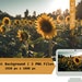Sunflower Field Virtual Background, Zoom Virtual Background, Teams ...