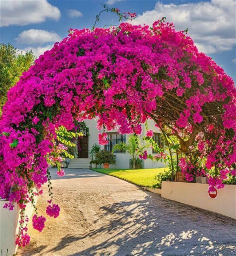 Artificial Bougainvillea Garland, High Quality Arch Artificial ...