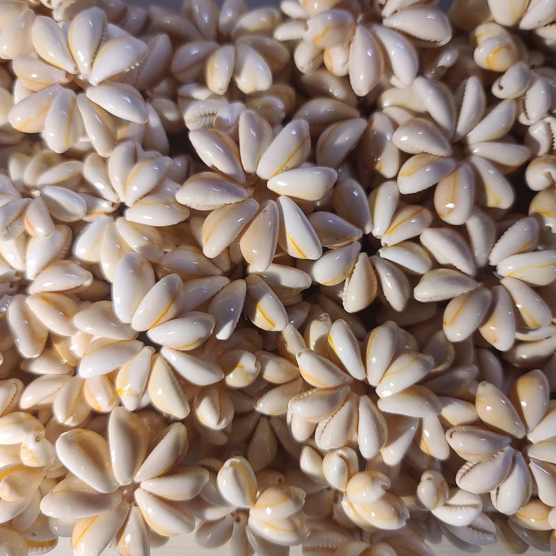 Cowrie Shell Ring - Etsy