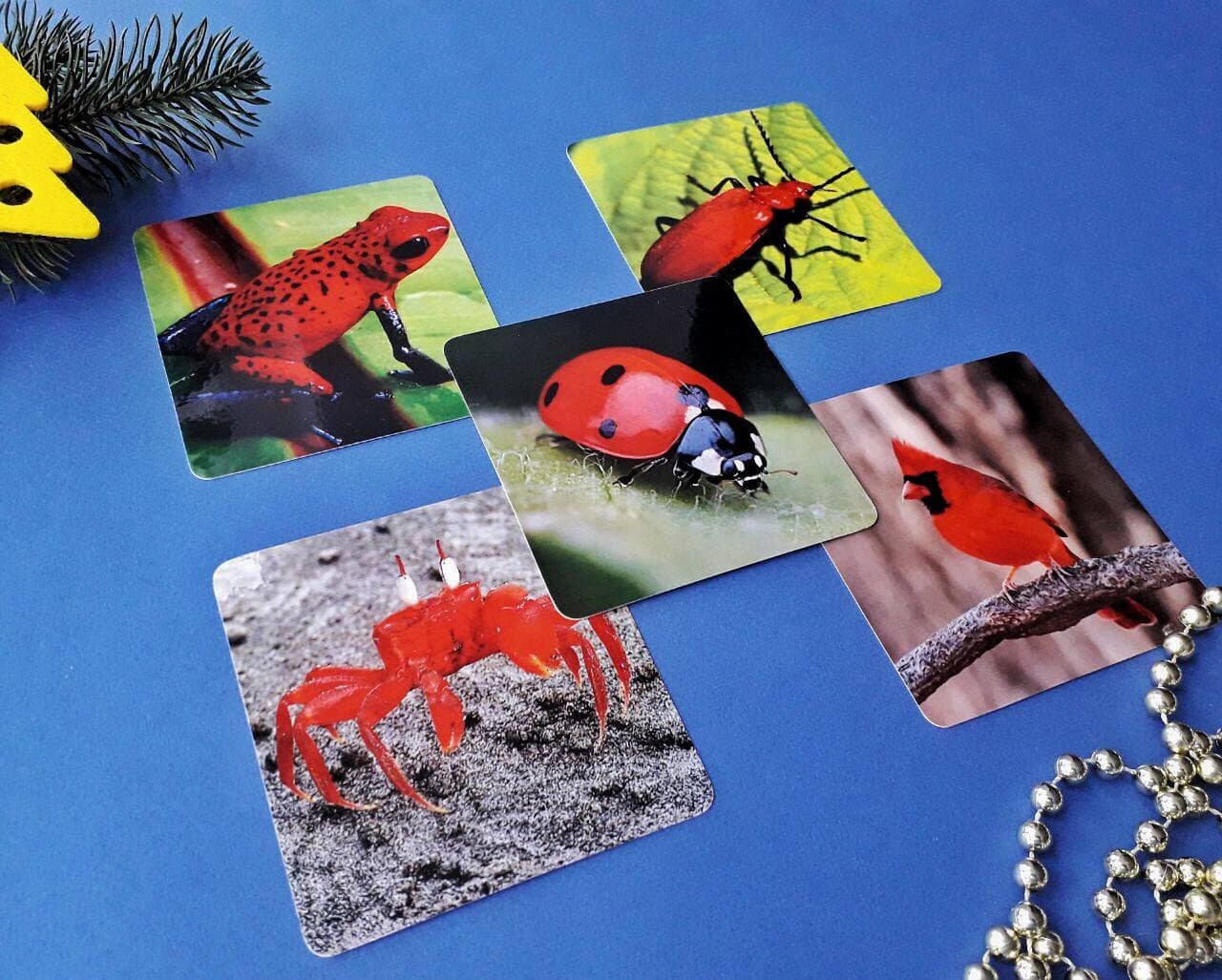 Animals Color Sorting Cards Color Matching Activity Color - Etsy