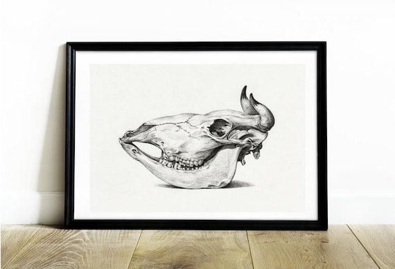 Cow Profile Illustration