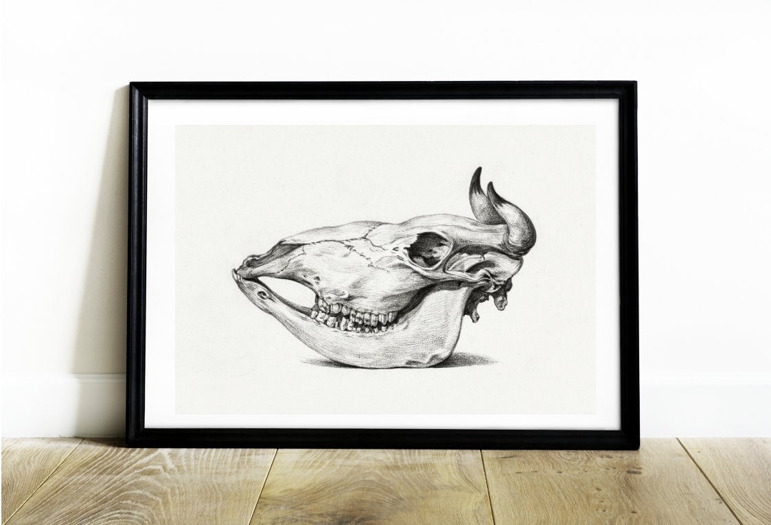Bull Skull Profile