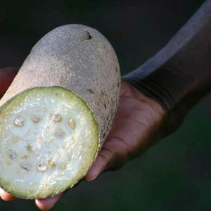 Kigelia Africana| African Sausage Powder| Djanta| Malawi Mvunguti ...