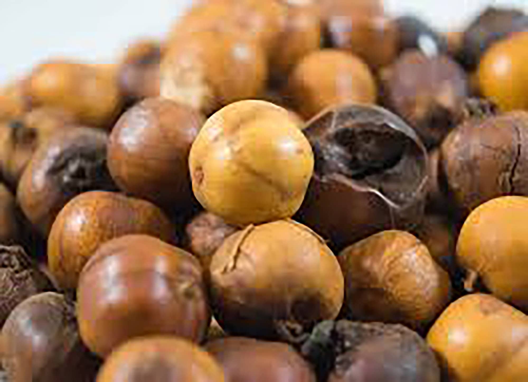 Whole Country Onion, Rondelles, Afrostyrax Lepidophyllus, Olum, Bobimbi ...