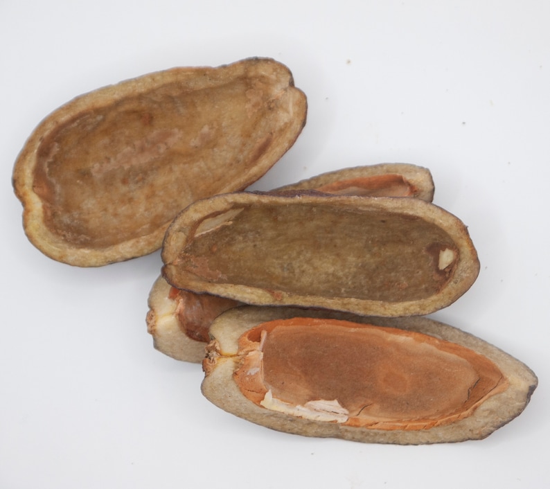 Dried Safou Fruit: African Bush Pear, Rich in Vitamins - Etsy