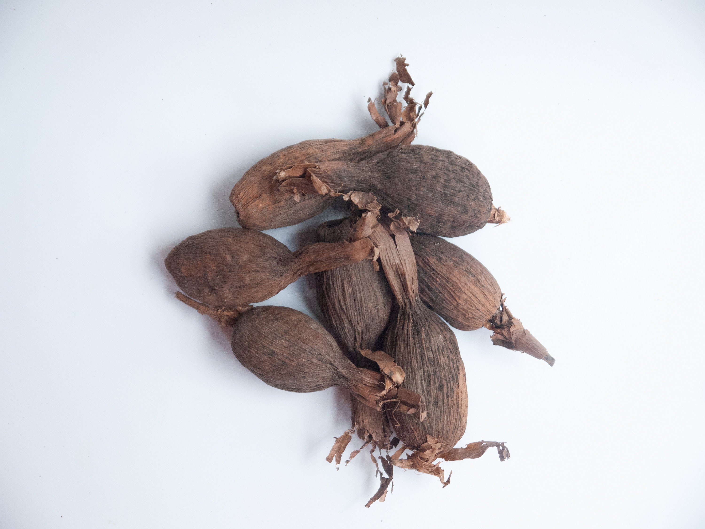 Organic Alligator Pepper seeds 1oz | Etsy