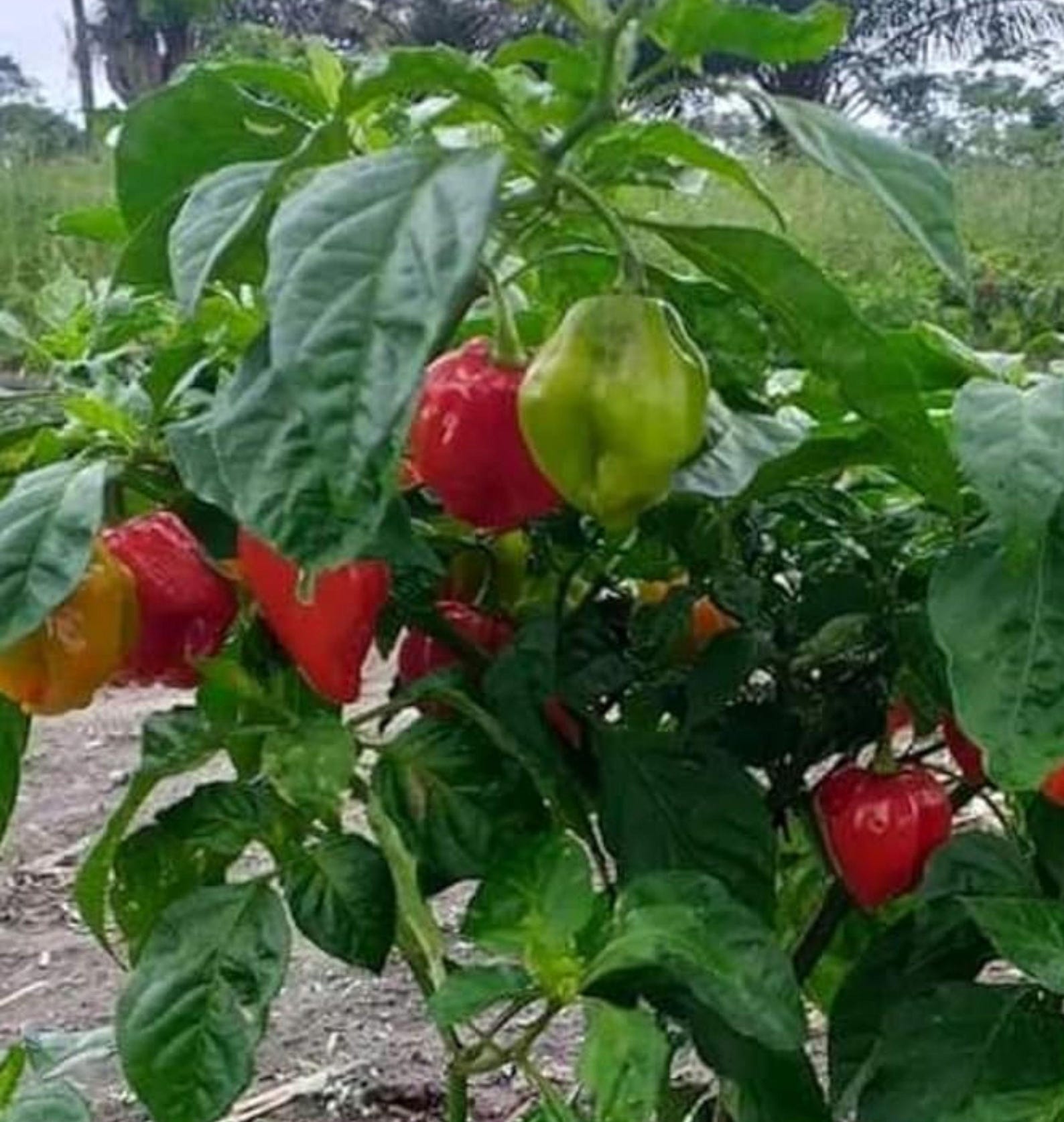 Kopabana Cameroonian Hot Pepper Flakes: 100% Organic Ground Red Pepper ...