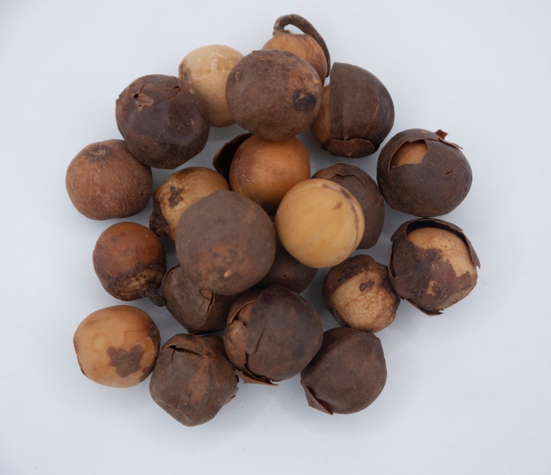 Whole Country Onion, Rondelles, Afrostyrax Lepidophyllus, Olum, Bobimbi ...