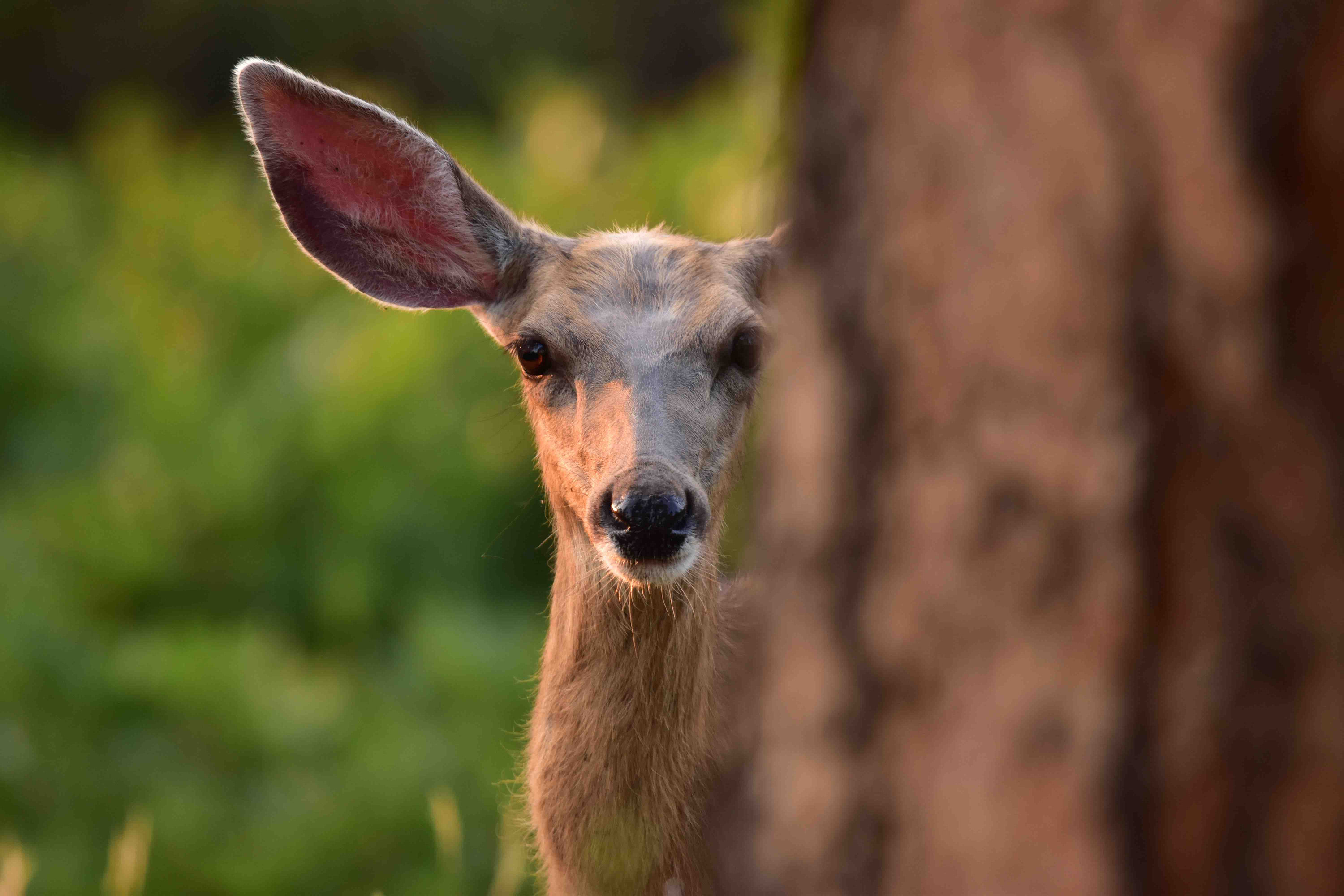 Close up Photo of a Deer Behind a Tree in Colorado - Etsy