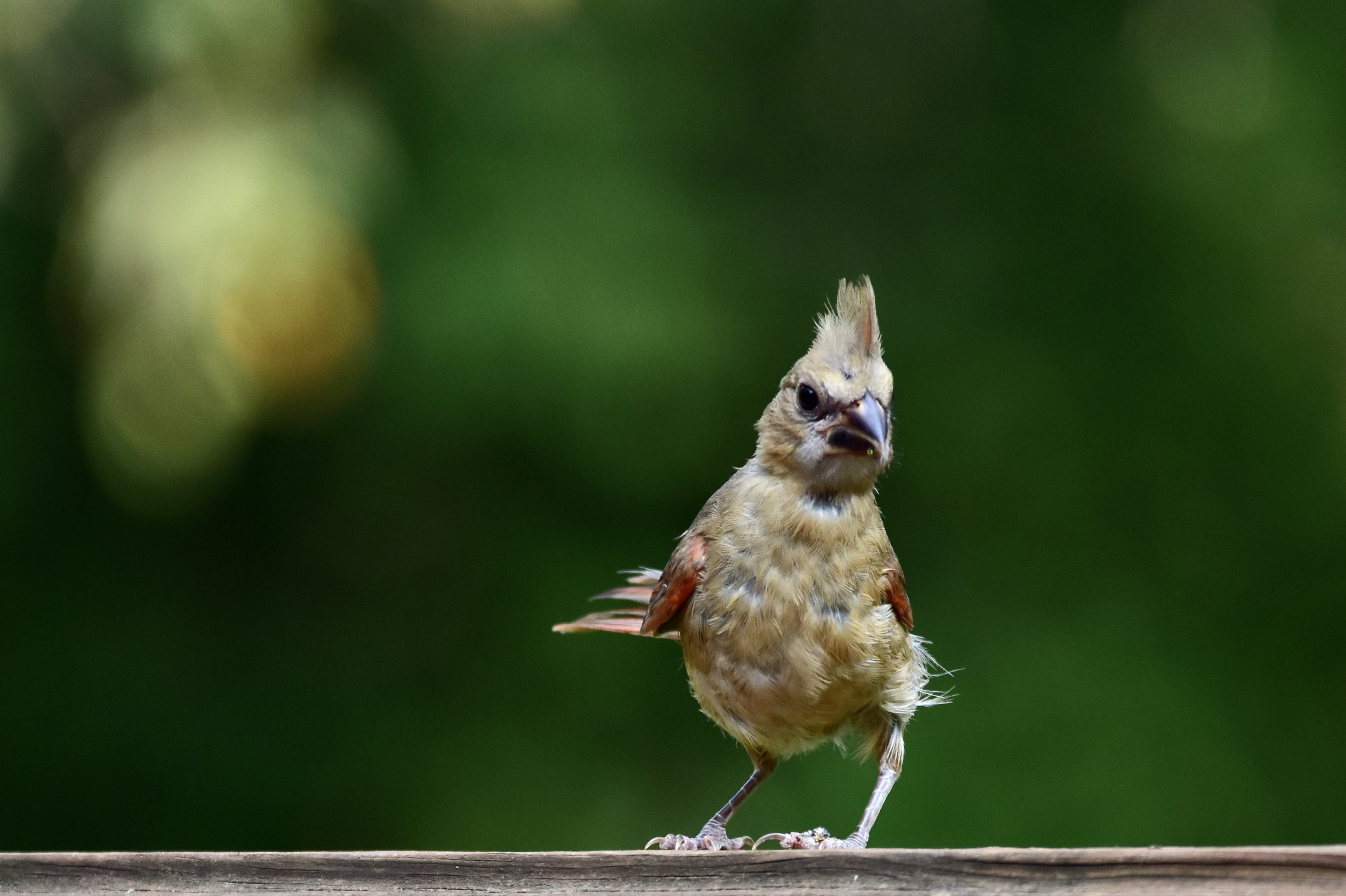 Fledgling Cardinal on Porch Railing - Etsy