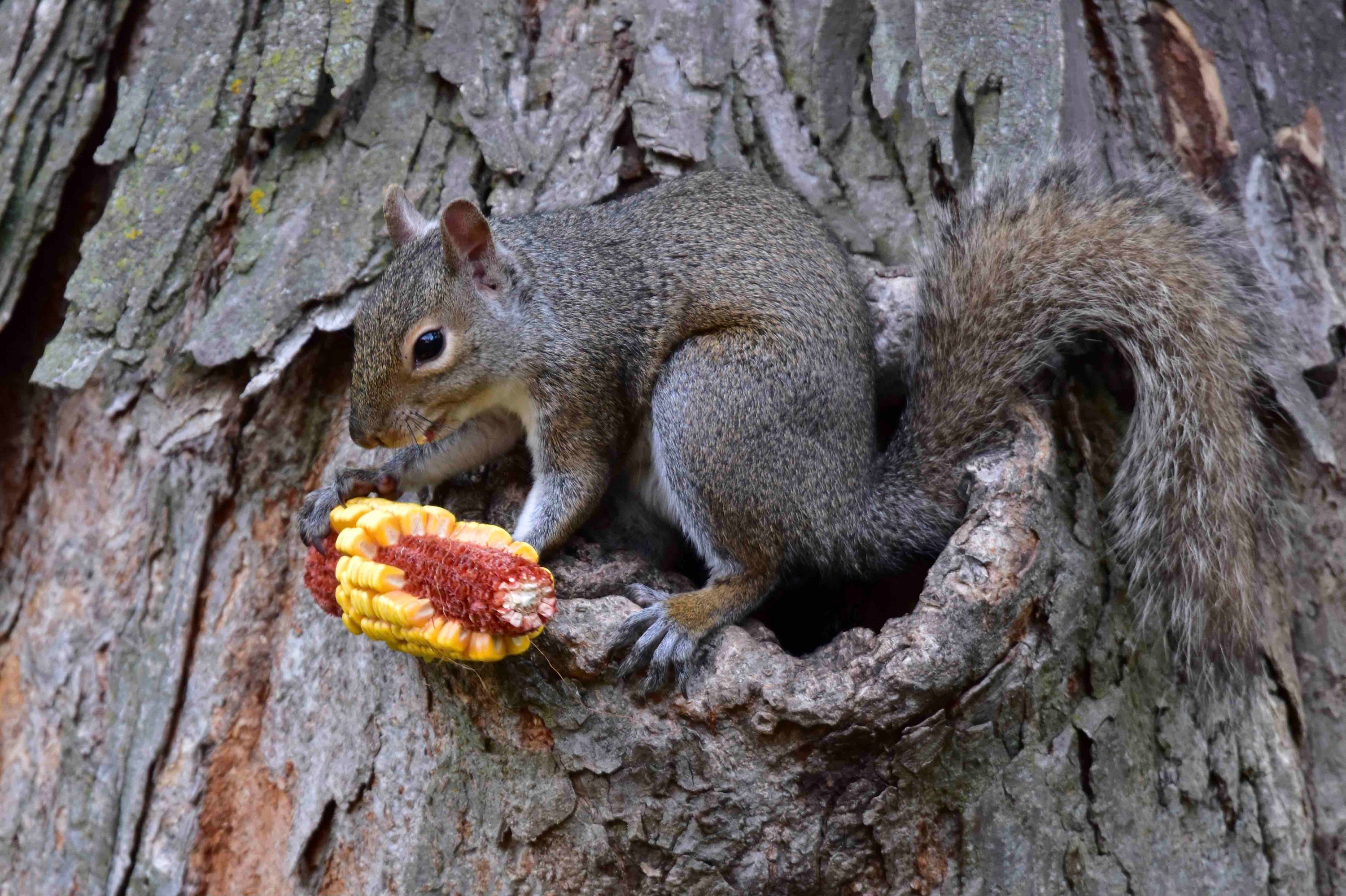 Photo of a Squirrel With Corn on a Shag Bark - Etsy