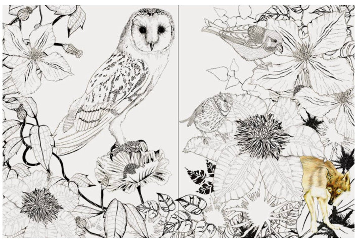 Daisy Fletcher Birtopia World's Beautiful Birds and | Etsy