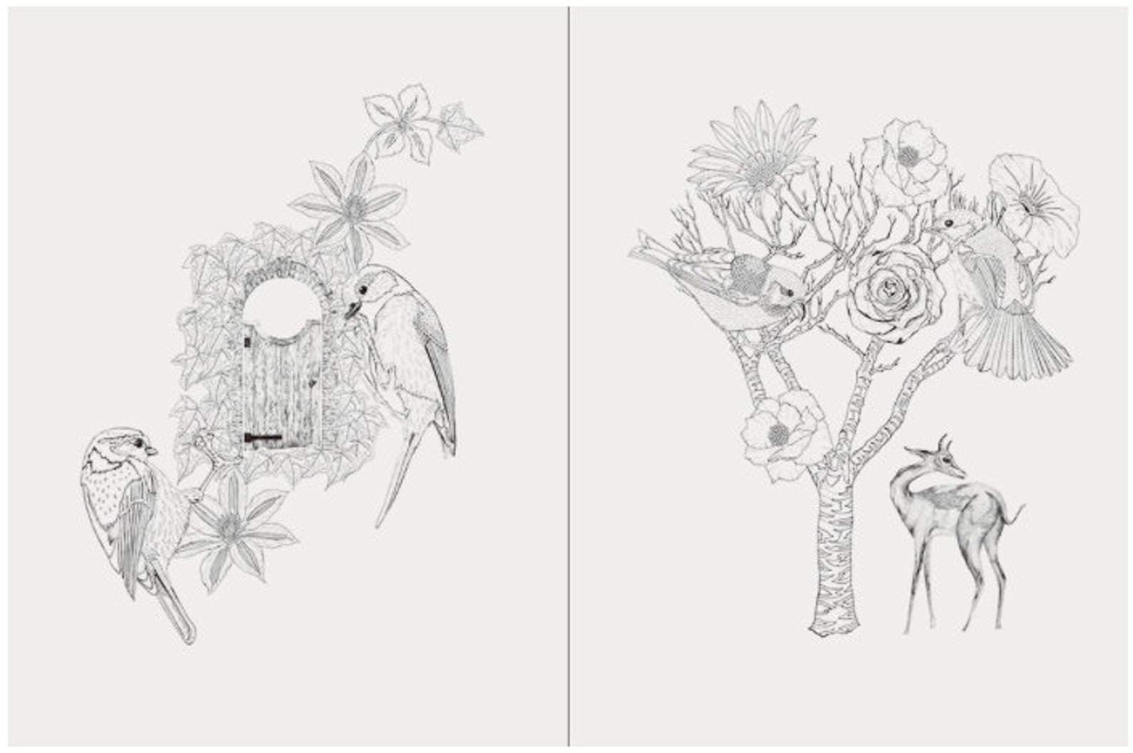 Daisy Fletcher Birtopia World's Beautiful Birds and Flowers Coloring ...
