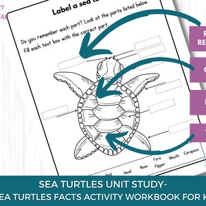 Sea Turtles Unit Study, Sea Turtles Facts Workbook, Life Cycle of a Sea ...