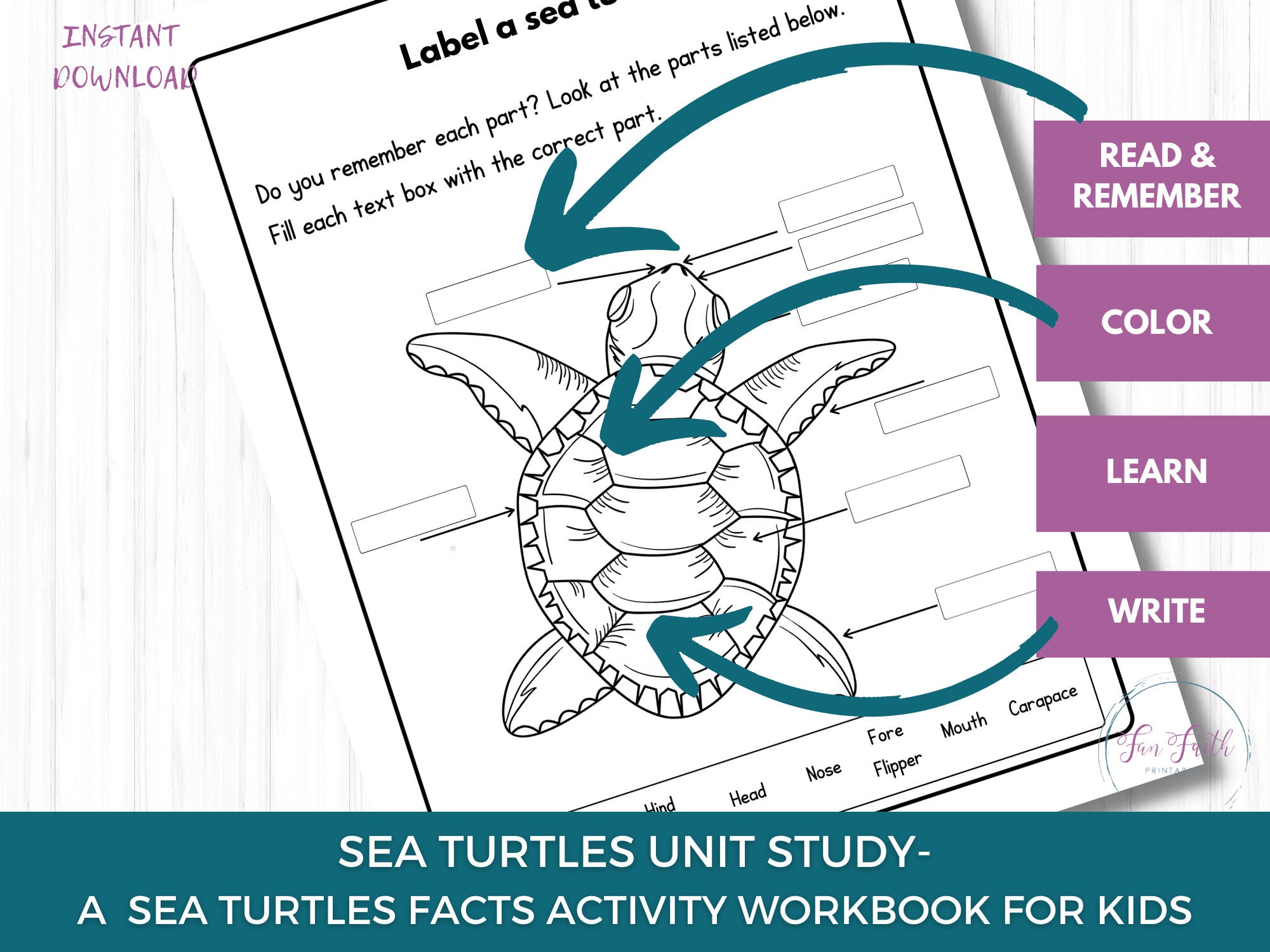 Sea Turtles Unit Study, Sea Turtles Facts Workbook, Life Cycle of a Sea ...