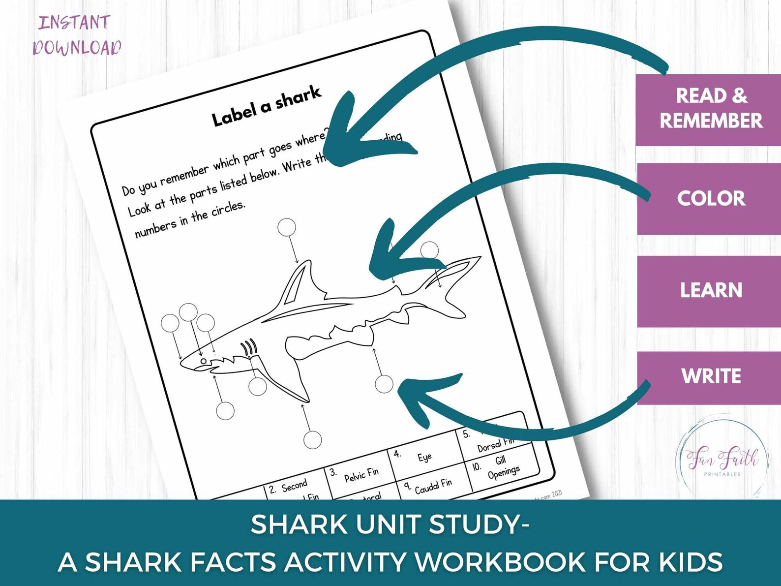 Sharks Unit Study, Shark Facts Workbook, Shark Nature Study, Shark ...