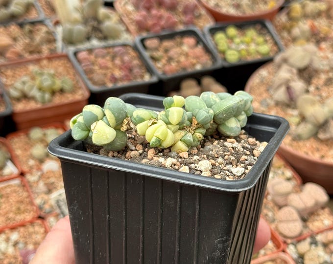 10 X Lithops Aucampiae 'rudesheim Ruby - 10 X Succulent Seeds - Rarely ...