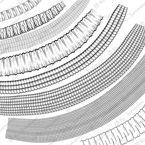 Procreate Ruffles Brushes. Procreate Folds Brushes. Procreate - Etsy