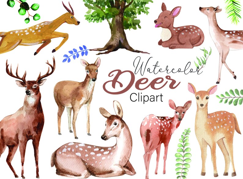 Beautiful Deer Clipart Set Cute Woodlands Animals Nature - Etsy