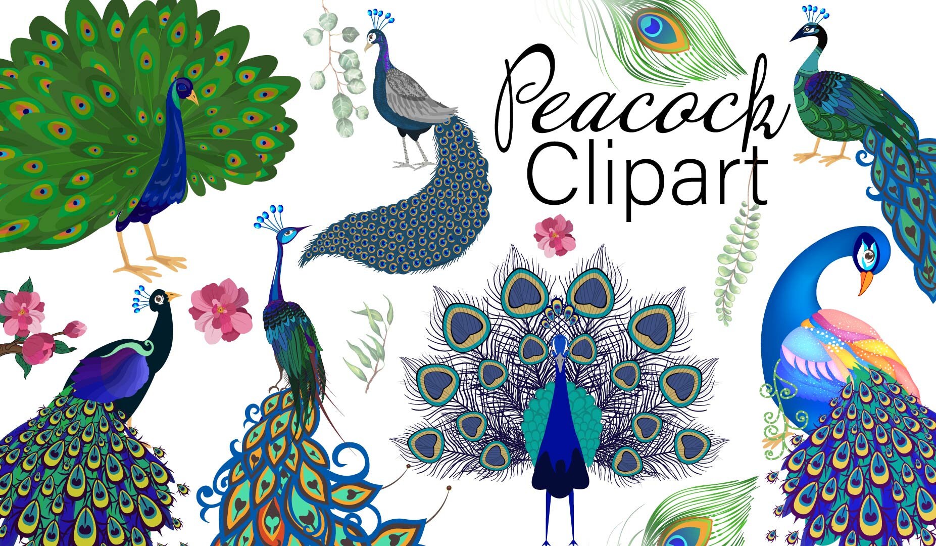 Peacock Clipart