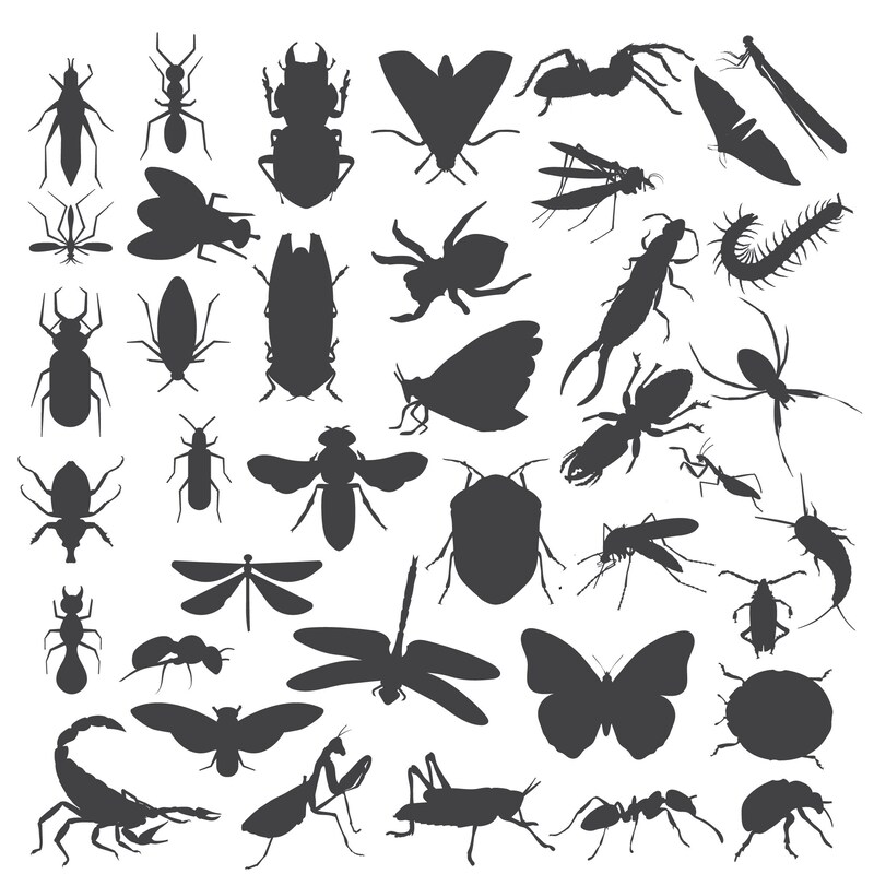 Insect Stencil - Etsy