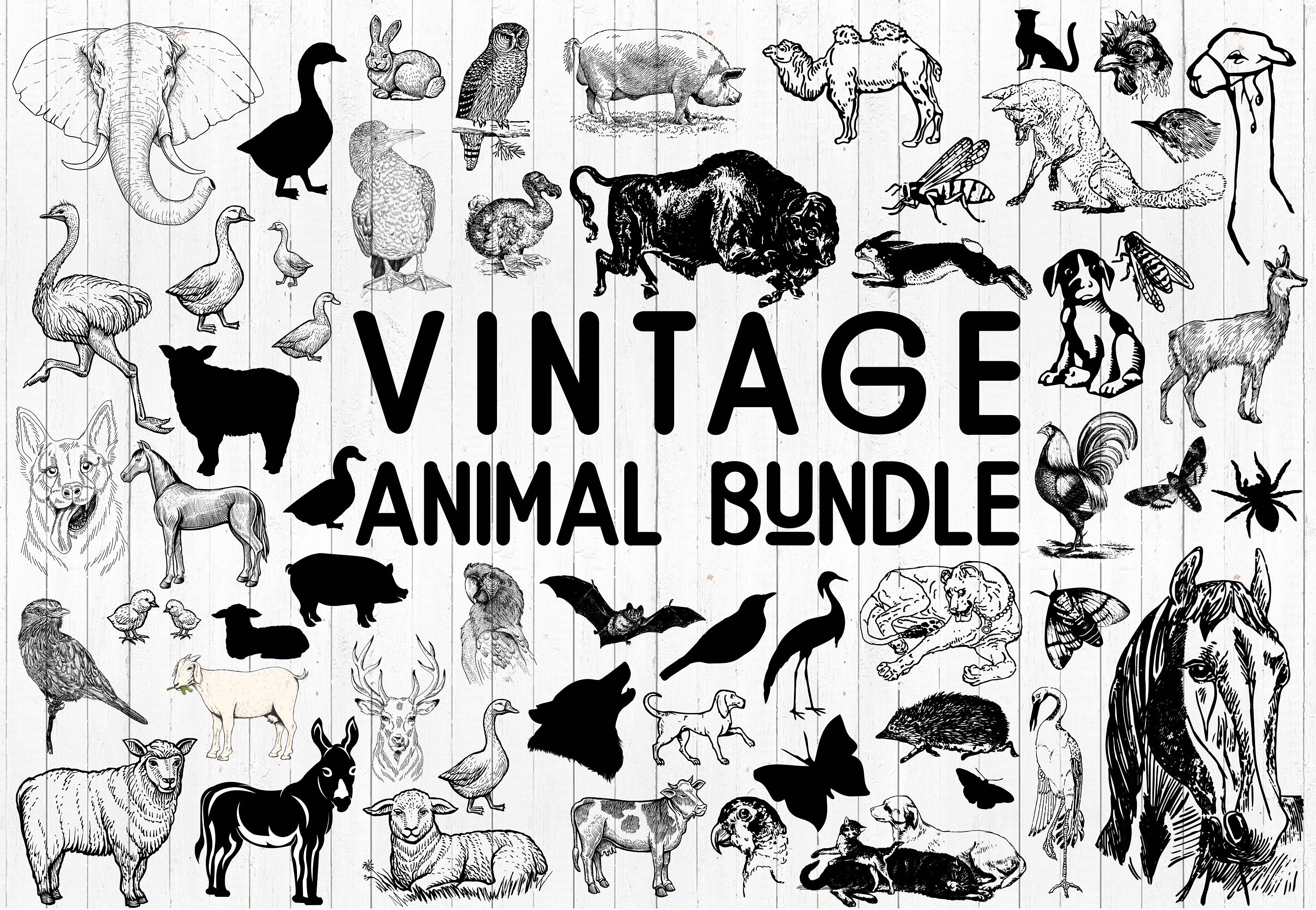 Vintage Farm Animal Drawings